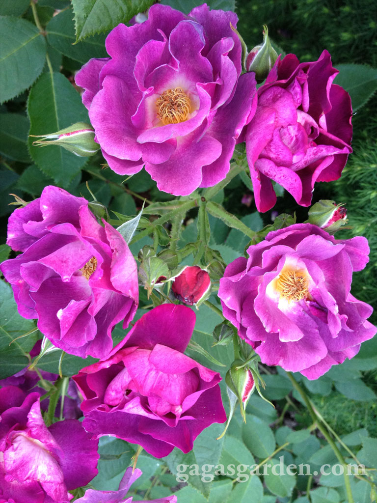 1000+ images about Purple Climbing Roses on Pinterest
